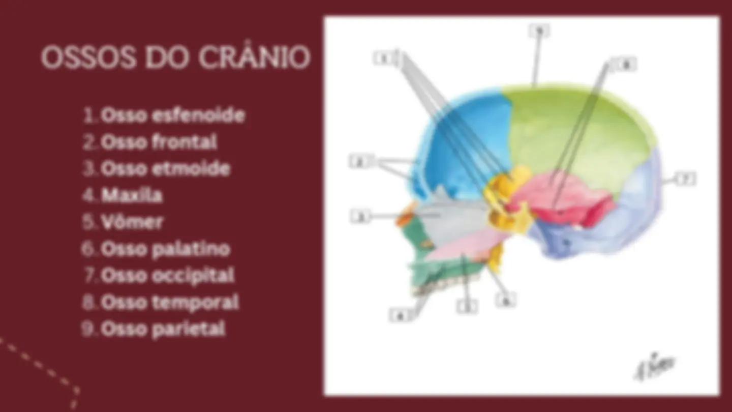 resumo de anatomia de cabeca e pescoco | Notas de estudo Anatomia | Docsity