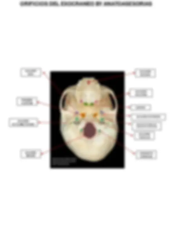Descarga el documento | Summaries Biology | Docsity
