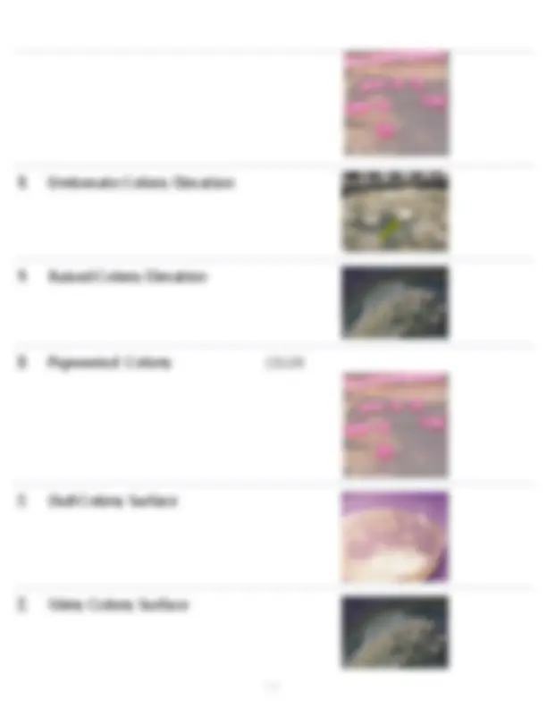 Microbiology Lab Practical Exam Study Guide | Exams Laboratory Practices and Management | Docsity