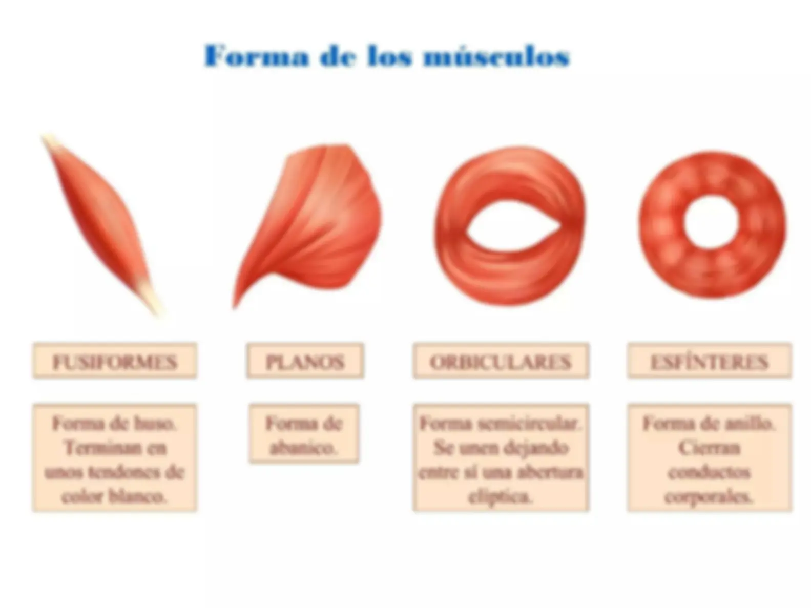 musculos de la cabeza | Diapositivas de Ciencias Biologicas | Docsity