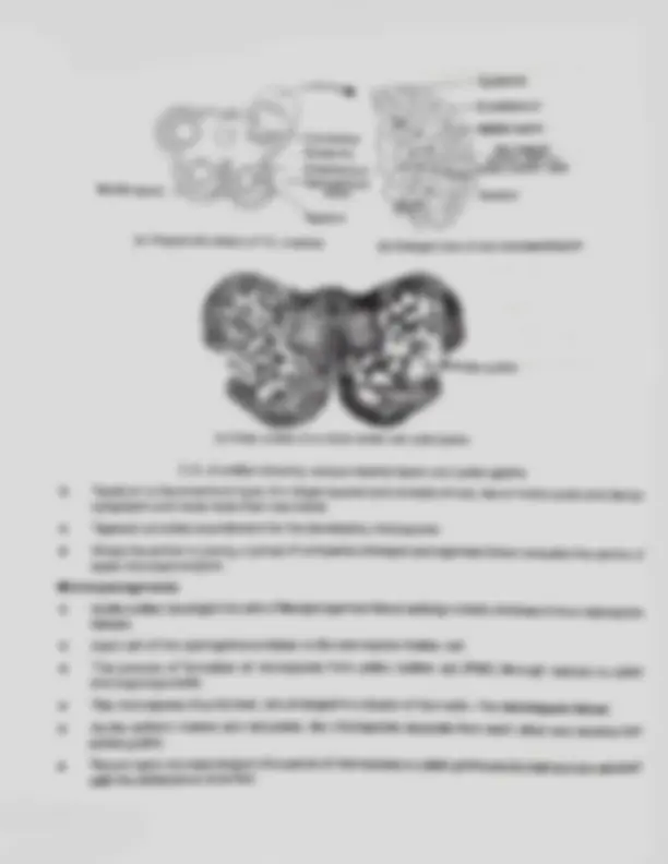 Sexual Reproduction In Flowering Plants-Detailed Class Notes with ...