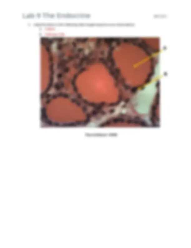 BIO 201L Lab 9 The Endocrine System SUMMER 2025 | Quizzes Biology | Docsity