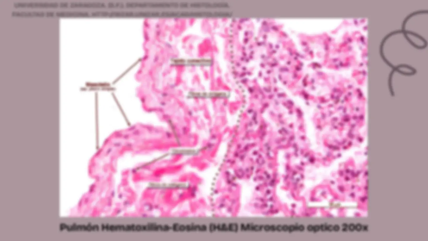 Mesotelio y su estructura | Slides Histology | Docsity
