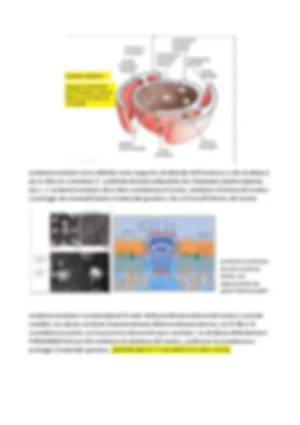 Struttura e Funzione dell'Involucro Nucleare e dei Pori Nucleari - Prof ...