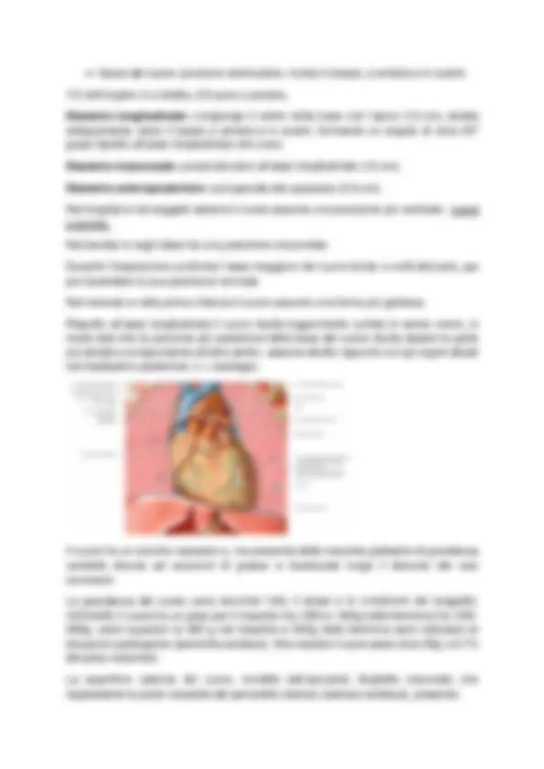 Anatomia del Cuore Umano: Struttura e Funzione Cardiovascolare - Prof ...