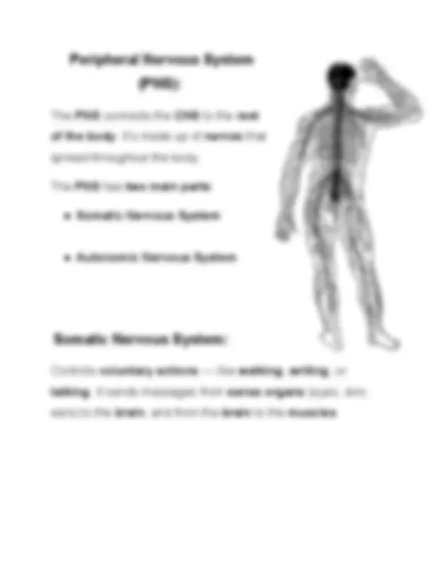 “The Human Nervous System: Complete Notes with Diagrams” | Lecture ...
