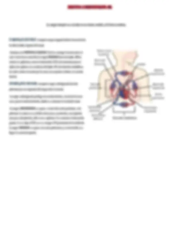 Generalidades del corazon, y sistema cardiovascular | Resúmenes de Anatomía | Docsity