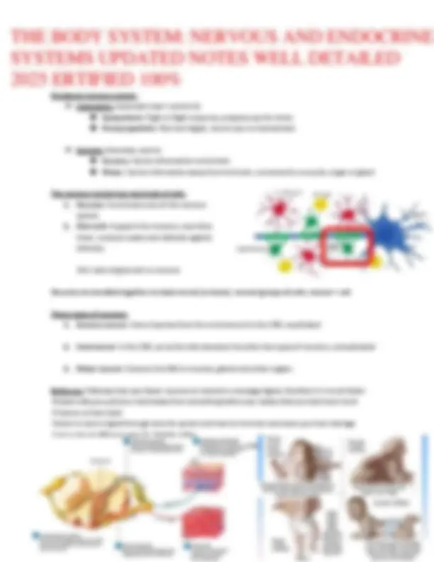Nervous and Endocrine Systems: Detailed Study Notes | Exams Health ...