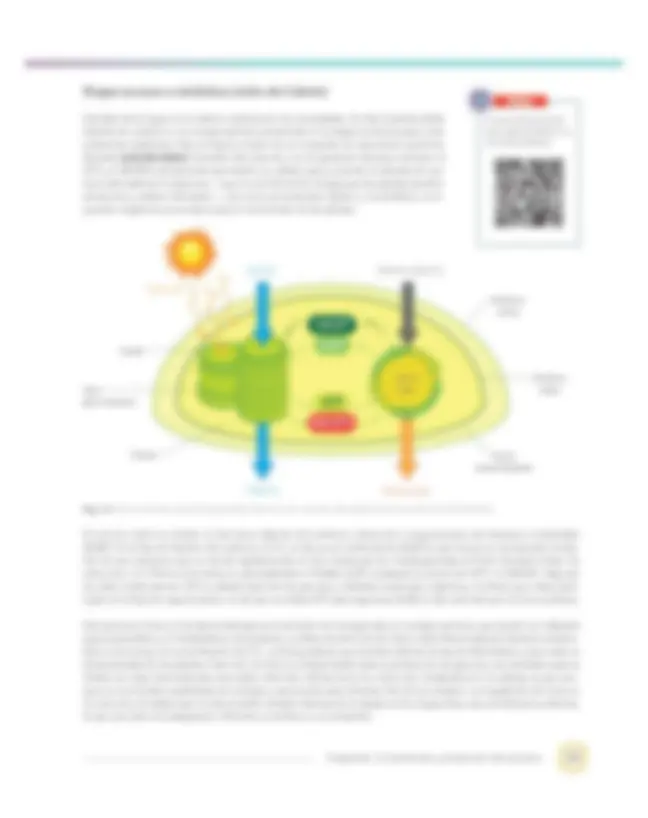 ecosistemas interacciones de energia | Diapositivas de Biología | Docsity
