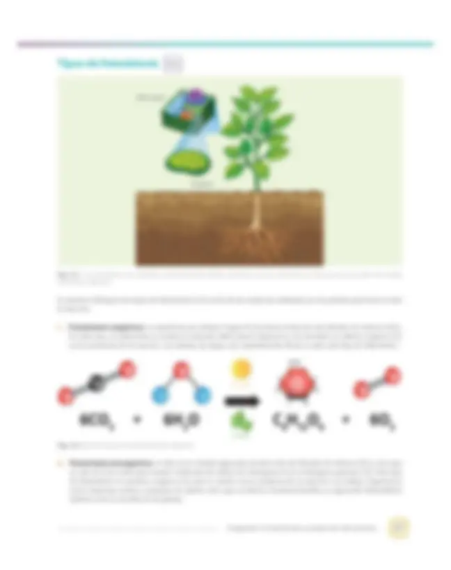 ecosistemas interacciones de energia | Diapositivas de Biología | Docsity