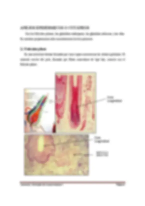 practica la piel y su estructuras accesorias | Diapositivas de Anatomía ...
