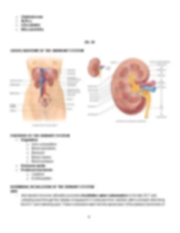 A&P IV Final Exam Review Packet – Digestive System, Metabolism, Urinary ...