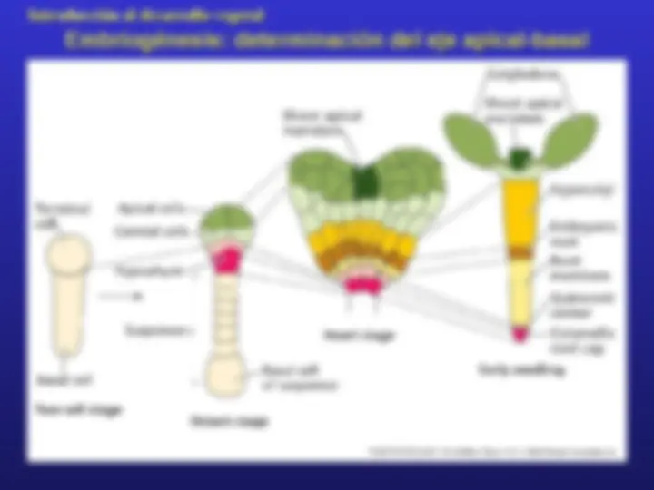Introducción al Desarrollo Vegetal: Ciclo Vital, Embriogénesis y ...