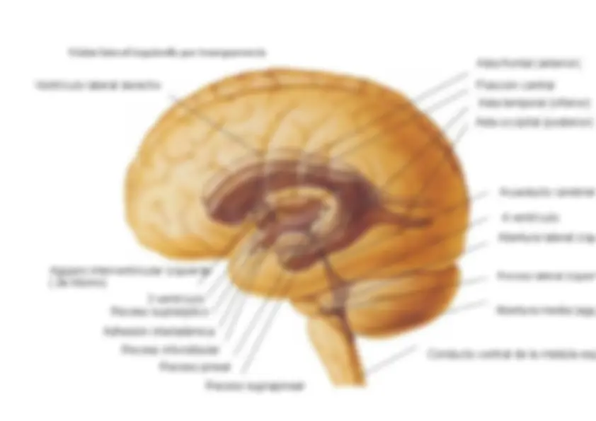Laminas neuroanatomía - Apuntes de Psicobiología | Docsity