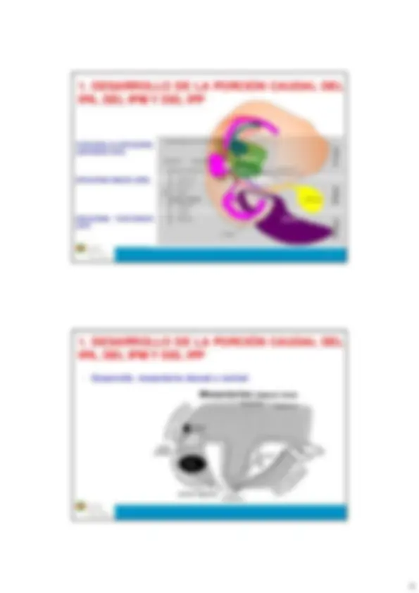 El aparato digestivo: esófago, estómago y cavidad abdominal ...