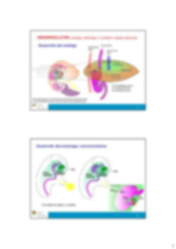 El aparato digestivo: esófago, estómago y cavidad abdominal ...