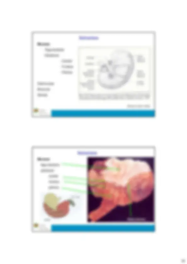 El aparato digestivo: esófago, estómago y cavidad abdominal ...