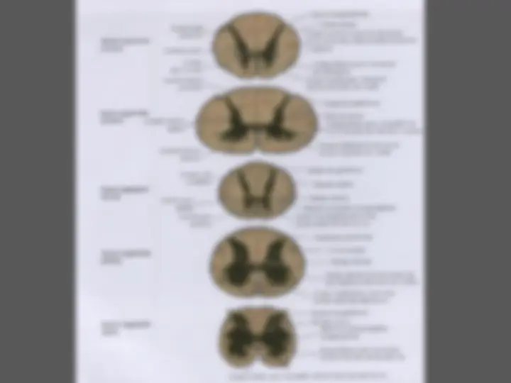 Anatomía Neurológica: Médula Espinal, Tronco Cerebral y Sistema Nervioso Autónomo - Prof ...