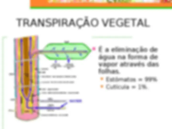 Fisiologia - vegetal - Fisiologia - vegetal | Docsity