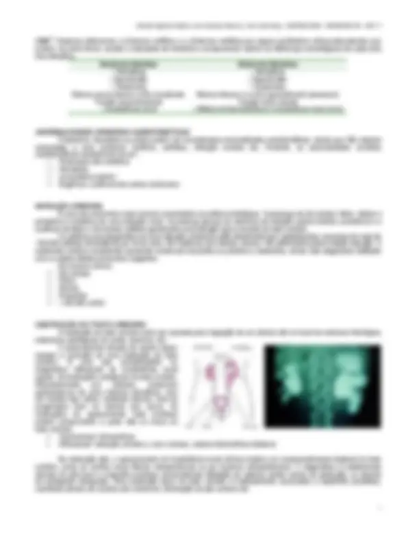 SEMIOLOGIA 12 - NEFROLOGIA - Diagnóstico sindrômico em nefrologia pdf - SEMIOLOGIA | Docsity