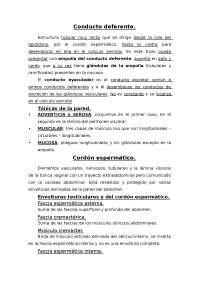 Conducto deferente - Apuntes de Anatomía | Docsity