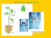 Cormofitos - Hoja y raiz - Apuntes de Botánica y Agronomía - Docsity