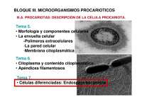 Microorganismos procarióticos - Apuntes de Microbiología - Docsity