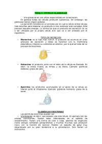 Merocrina : es el tipo más común. El producto se acumula en unos ...