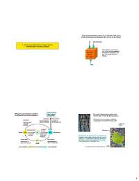 Amino Acids Metabolism: Nitrogen, Fixation, Transamination | BIOC 441 - Docsity