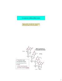 Introduction to DNA and RNA Structure - Biochemistry | BIOC 441 - Docsity