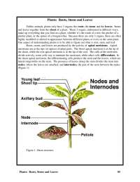 Plants: Roots, Stems and Leaves - Laboratory | BOT 1010 - Docsity