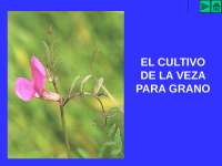 EL CULTIVO DE LA VEZA PARA GRANO•La mayor p - Apuntes de Ingeniería ...