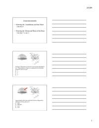 Lecture Slides on Constellations and Star Wheel - Astronomy and Solar ...