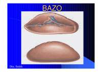 Configuración del Bazo - Apuntes de Anatomía - Docsity