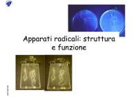 Anatomia vegetale - Apparati radicali - Parte 1 - Docsity