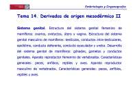 Derivados de origen mesodérmico II - Apuntes de Biología - Docsity