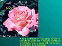 Flor: Verticilos Estéreis - Flor: Verticilos Estéreis - Docsity