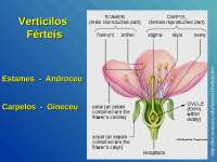 Flor Verticilos Férteis: Androceu e Gineceu - Flor Verticilos Férteis ...