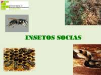 INSETOS SOCIAIS pdf - Descrição dos Insetos sociais - Docsity