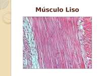 Músculo Liso - Características do Músculo Liso - Docsity