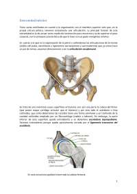 Anatomía de la Extremidad Inferior. - Apuntes de Anatomía - Docsity