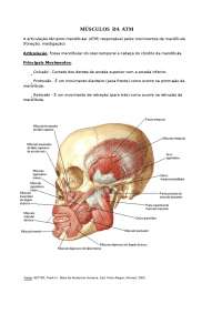 Musculos da ATM - Anatomia Musculos - Docsity