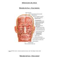 Os músculos da face: esquema geral - Musculos Anatomia - Docsity