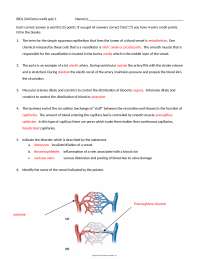 Quiz 1 with Answer Key - Human Anatomy and Physiology | - Docsity