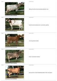 Dairy Cattle Breeds | ADSC 2010 - Introductory Animal and Dairy Science ...