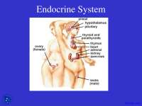Endocrine System - Anatomy - Lecture Slides - Docsity