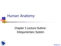 Integumentary System - Anatomy - Lecture Slides - Docsity