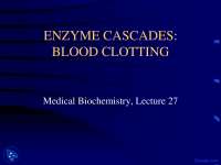 Enzymes Cascades - Biochemistry - Lecture Slides - Docsity