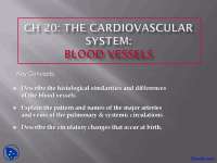 Blood Vessels - Anatomy - Lecture Slides | Slides Dental Anatomy | Docsity