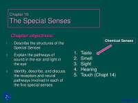 The Special Senses - Anatomy - Lecture Slides - Docsity